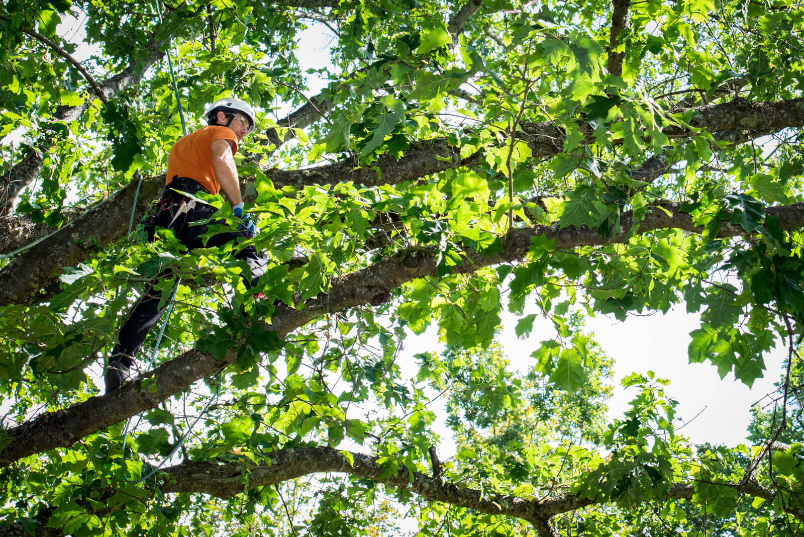 Tree Health Inspections | Advantage Tree Care