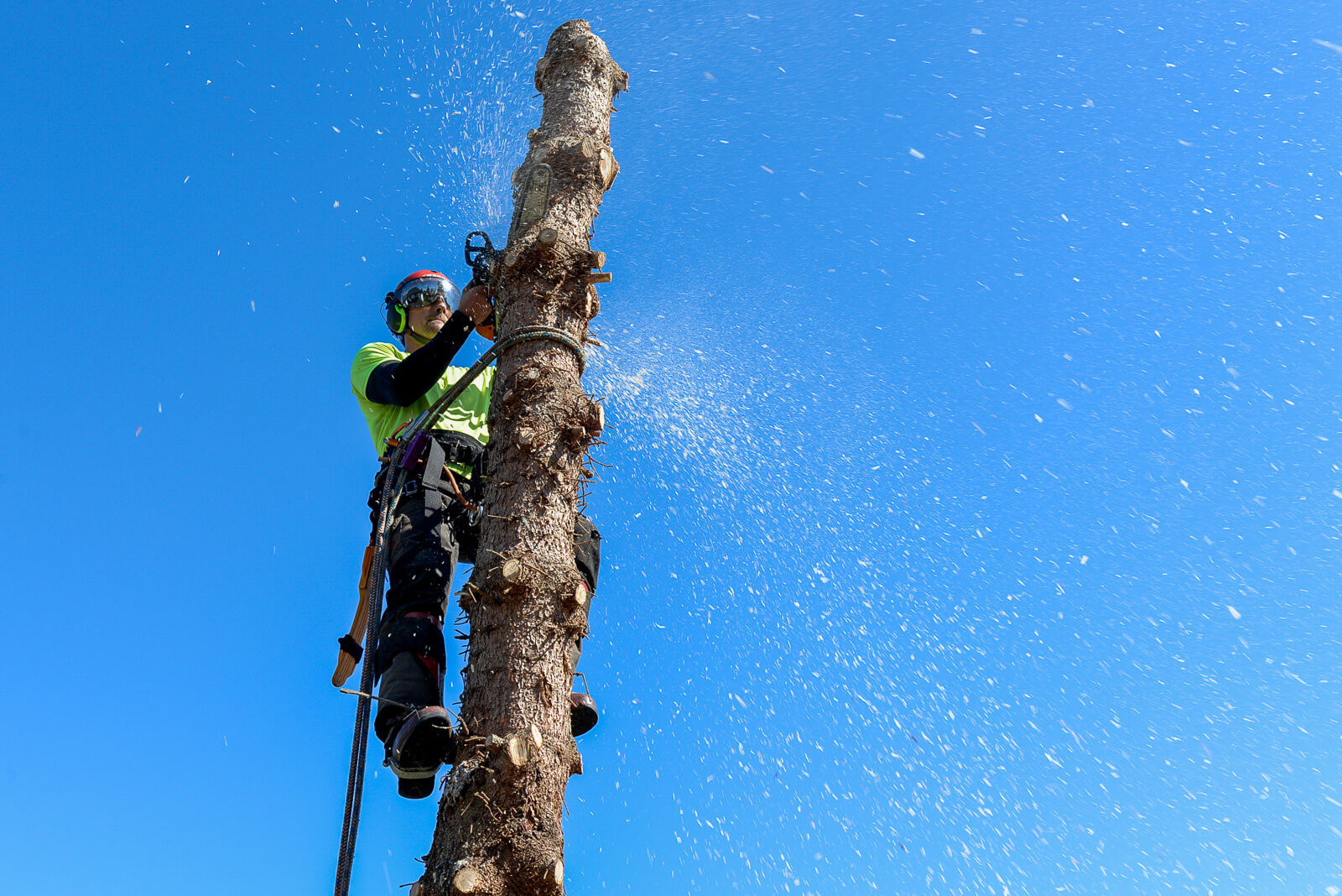 What exactly is tree topping? And is it bad for your trees? | Advantage ...