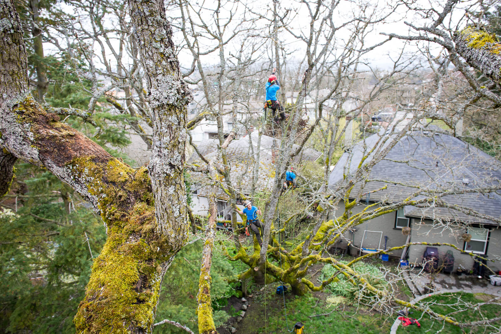 Portfolio | Advantage Tree Care