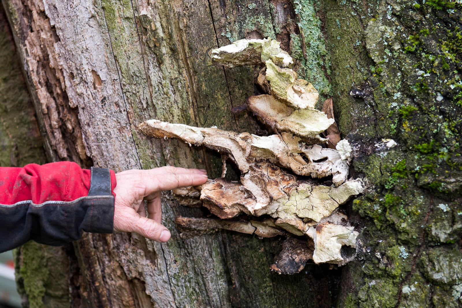 Tree Health Inspections | Advantage Tree Care