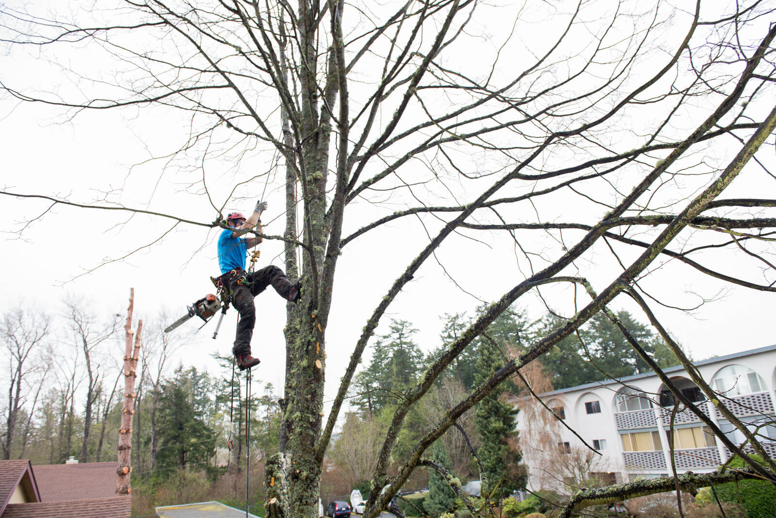 Tree Removal Services | Advantage Tree Care