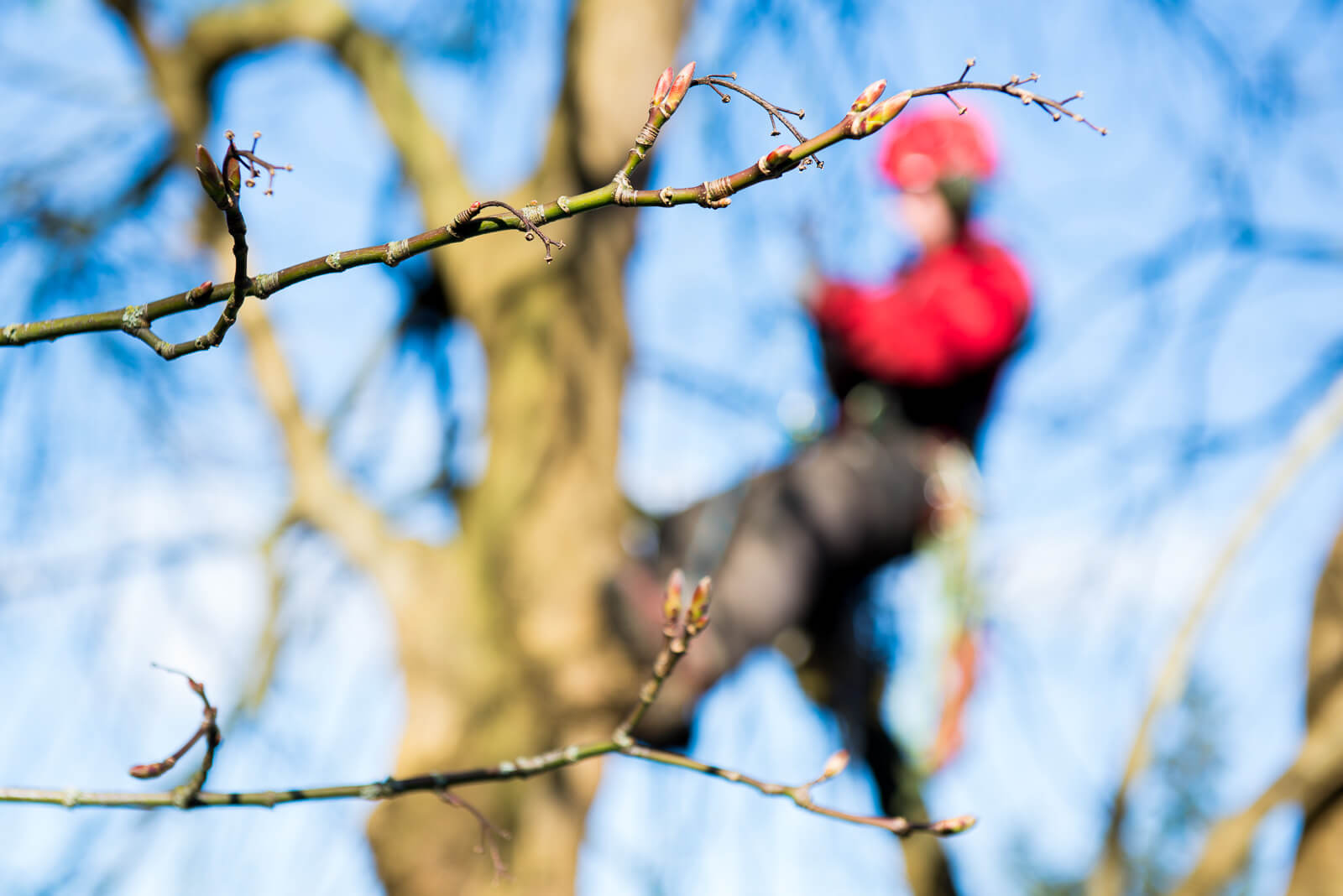 The Advantages of Pruning Trees | Advantage Tree Care