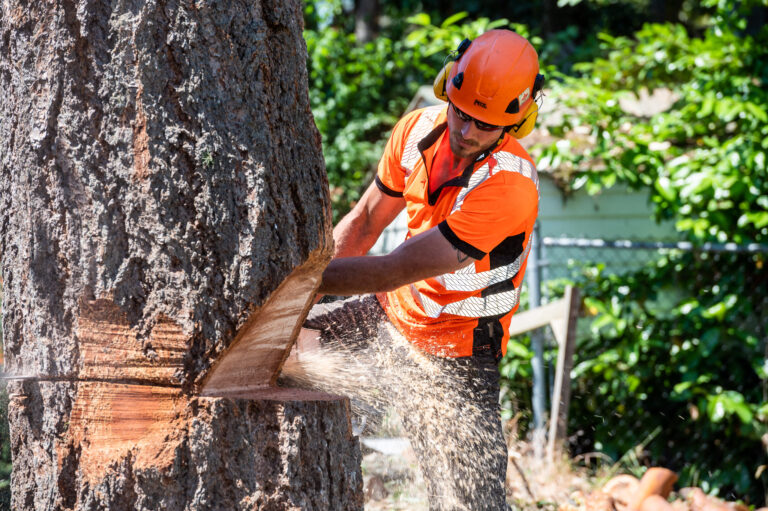 Tree Service in Victoria BC | Advantage Tree Care