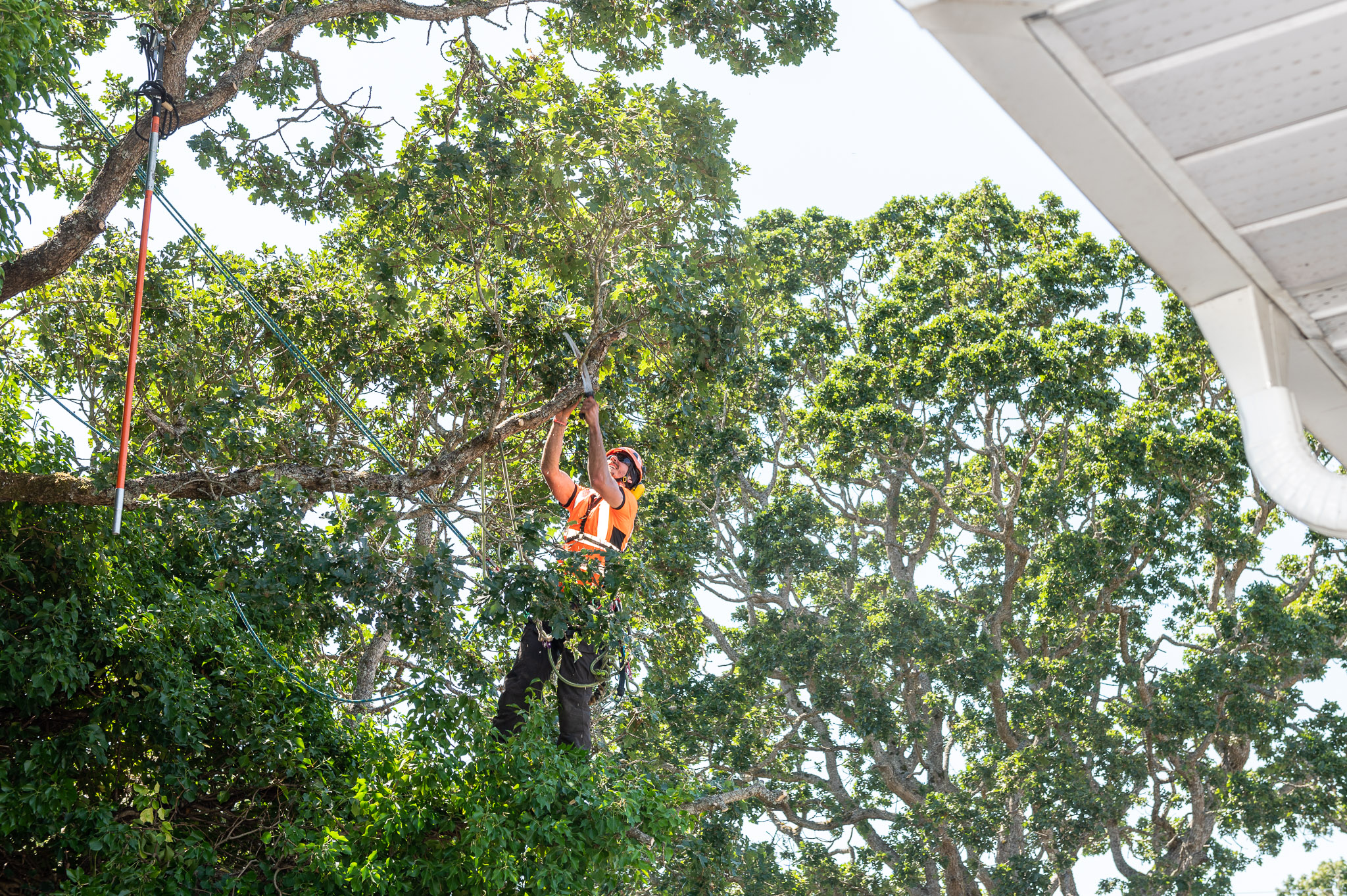 8 Tree Care Tips for Spring | Advantage Tree Care