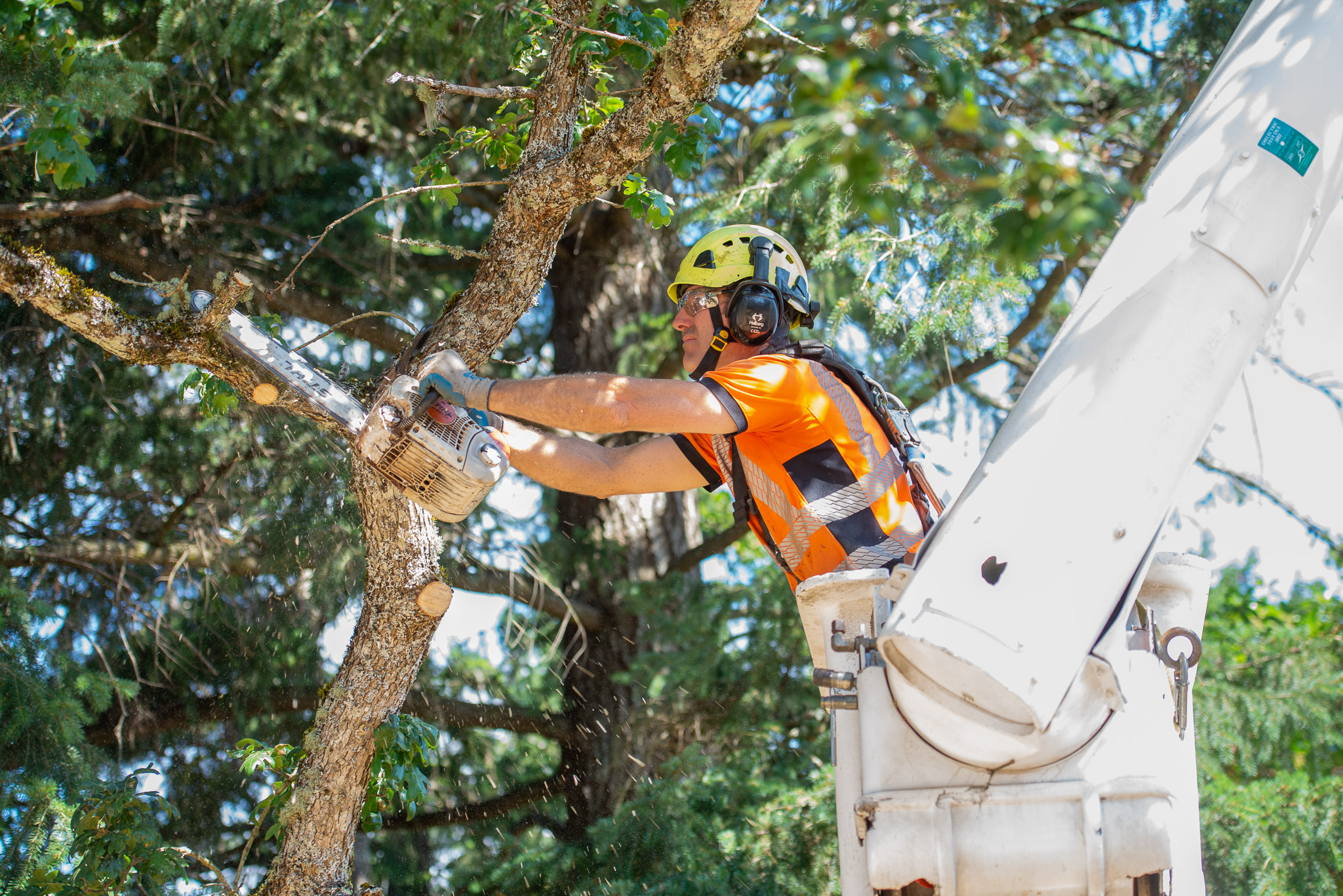 Portfolio | Advantage Tree Care