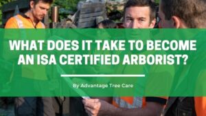 What does it take to become an ISA Certified Arborist? | Advantage Tree ...
