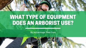 What equipment does an arborist use? | Advantage Tree Care