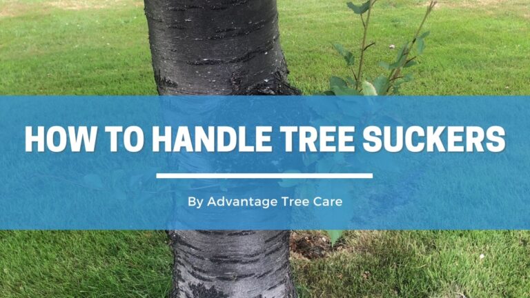 How to Handle Tree Suckers (what to do and what to avoid) - Advantage ...