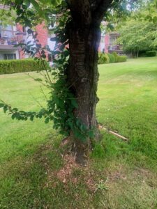 How to Handle Tree Suckers (what to do and what to avoid) - Advantage ...