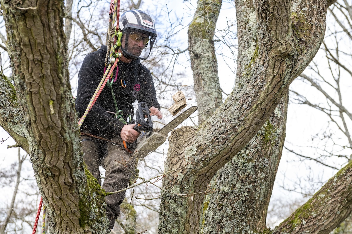 What exactly is tree topping? And is it bad for your trees? | Advantage ...