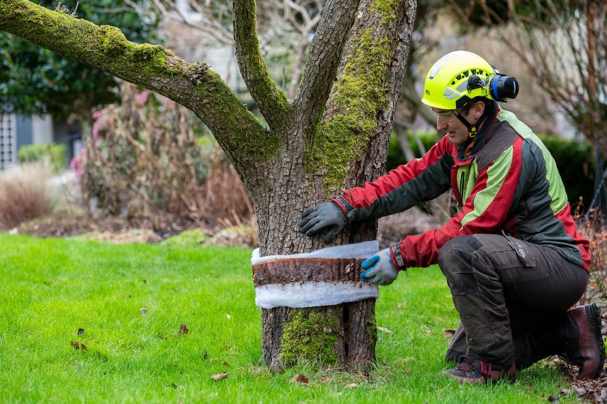 Protecting a Maple Tree from Pests Using Tanglefoot Insect Barrier in ...